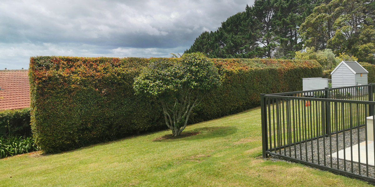 Hedge Trimming in Minnesota: How Often Trim Your Hedges?